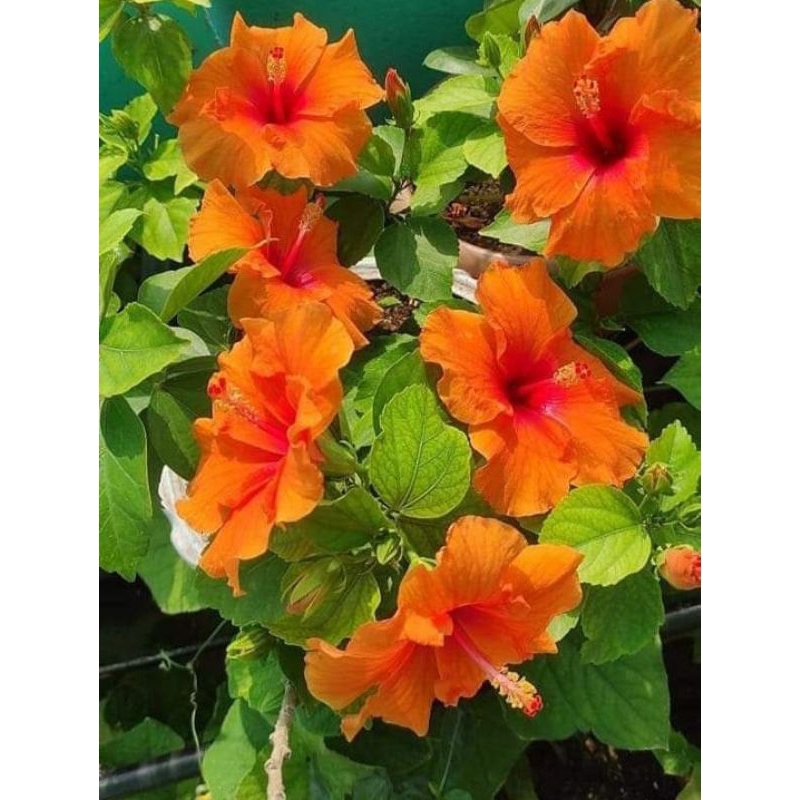 2 Keratan Pokok Bunga Raya Orenge .. | Shopee Malaysia