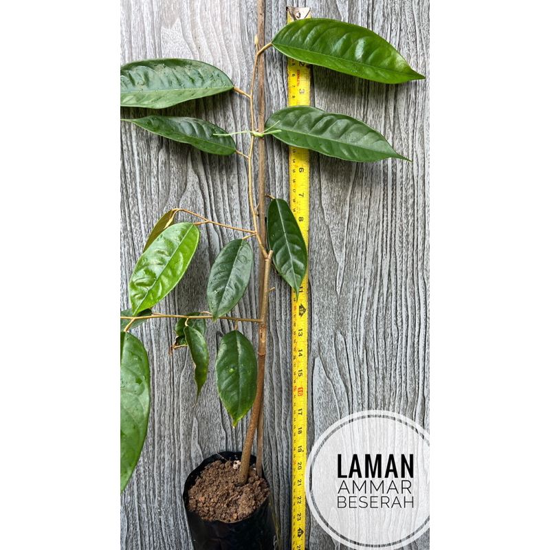 ANAK POKOK DURIAN BESERAH D145 TINGGI 16 - 20 in | Shopee Malaysia