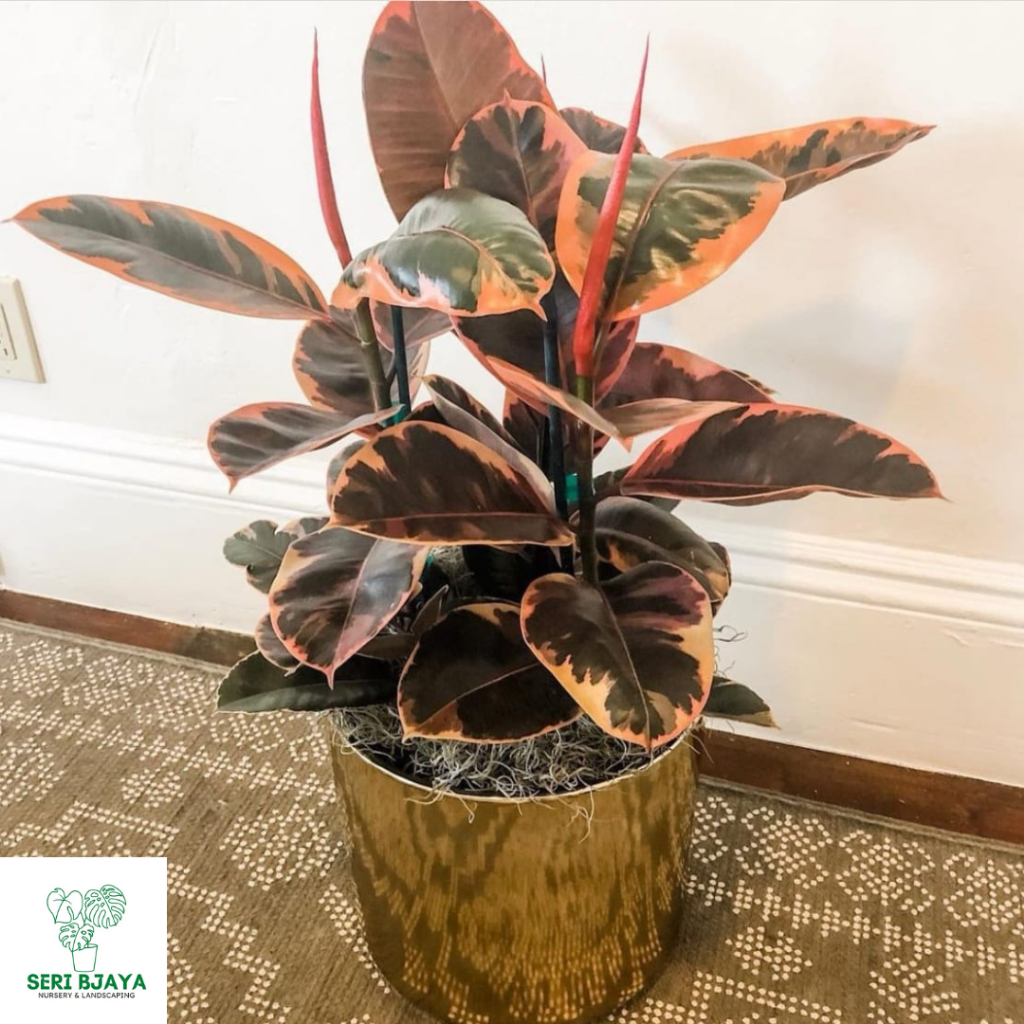 Ficus Elastica Red Ruby 3 stems 红关公/Shivereana/ Black Burgundy 3 stems ...
