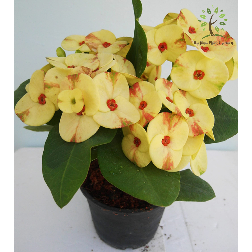 Berjaya Plant Nursery - Euphorbia Milii/Bunga Raja(Pokok Bunga Hidup ...