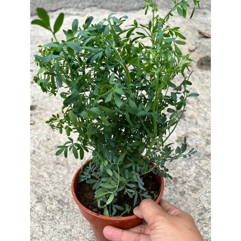 Garuda / Pokok Busuk @ Ruta / Halau Hantu / Herba Ubat | Shopee Malaysia