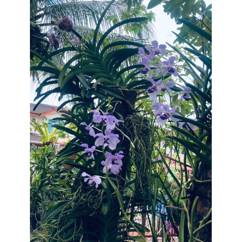 CUTTING IBU Papilionanda Prinses Beatrix ‘Jean Kinloch Smith’ (ada ...