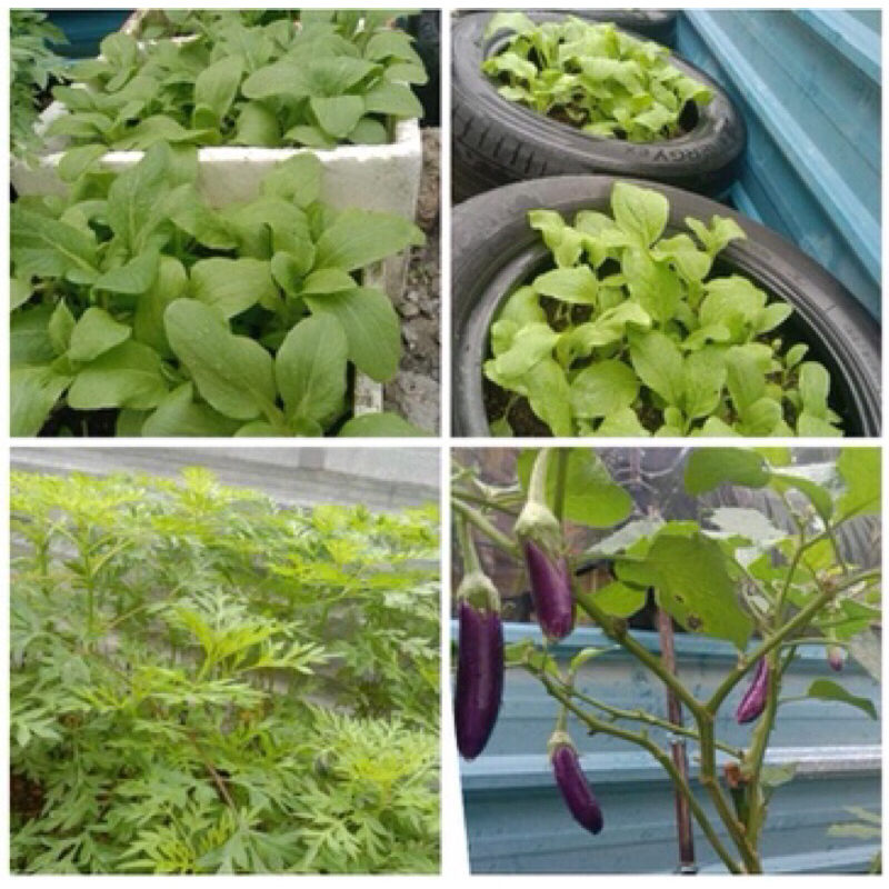 pakej seeds biji benih sayur bajet RM5 (10seeds Terung ungu,5seeds Ulam ...