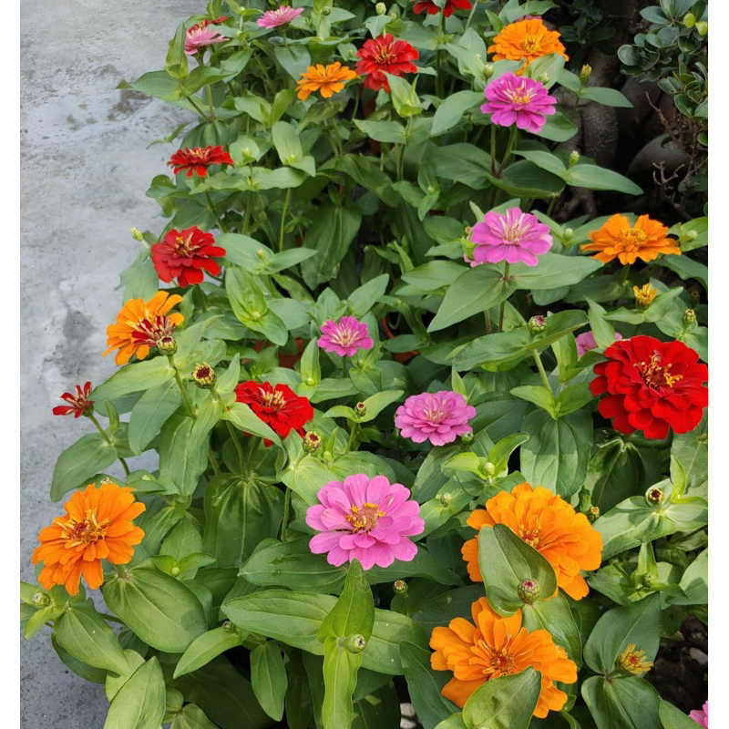 bunga zinnia(real plant live) | Shopee Malaysia