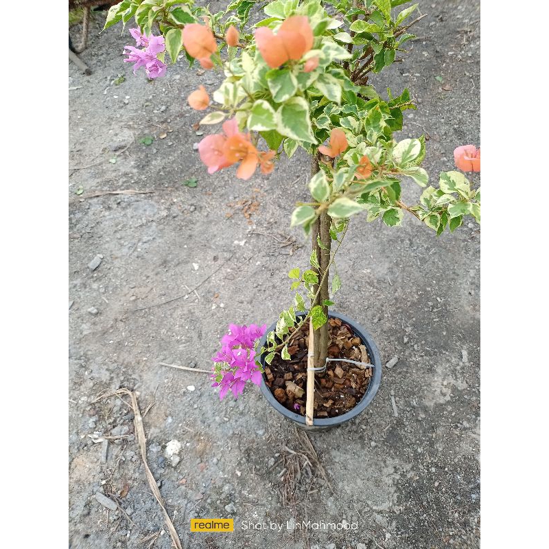Pokok Bunga Kertas (Bougainvilla) Kawin 4 Warna (Putih, Oren, Ungu ...