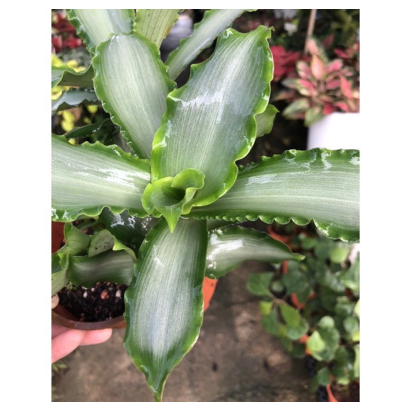 Rumput Cina Batik Rumput Beijing Rumput Siti Khadijah batik ( murdannia ...