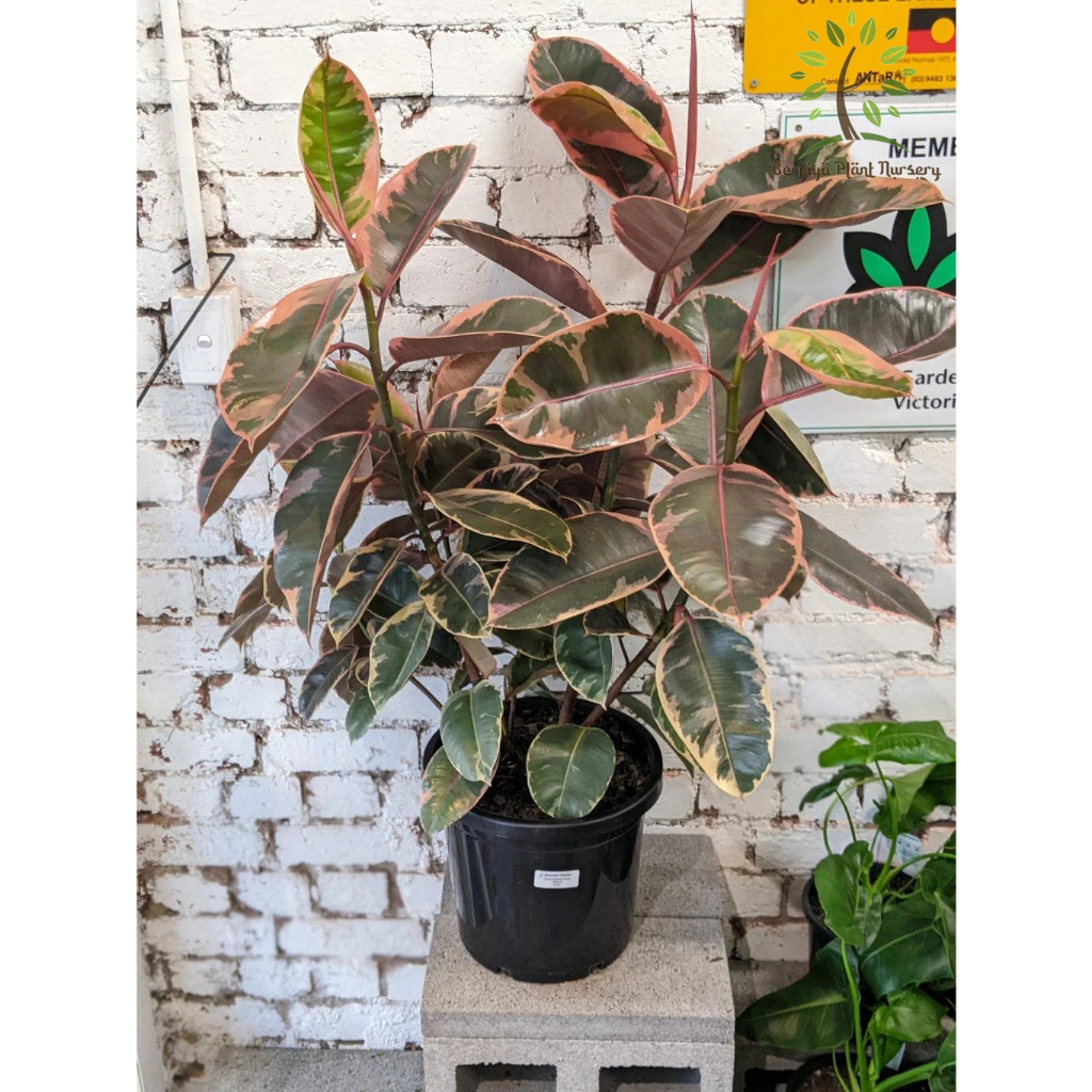 Berjaya Plant Nursery - Ficus Lyrata Bambino/Fiddle Fig(Pokok Ketapang ...
