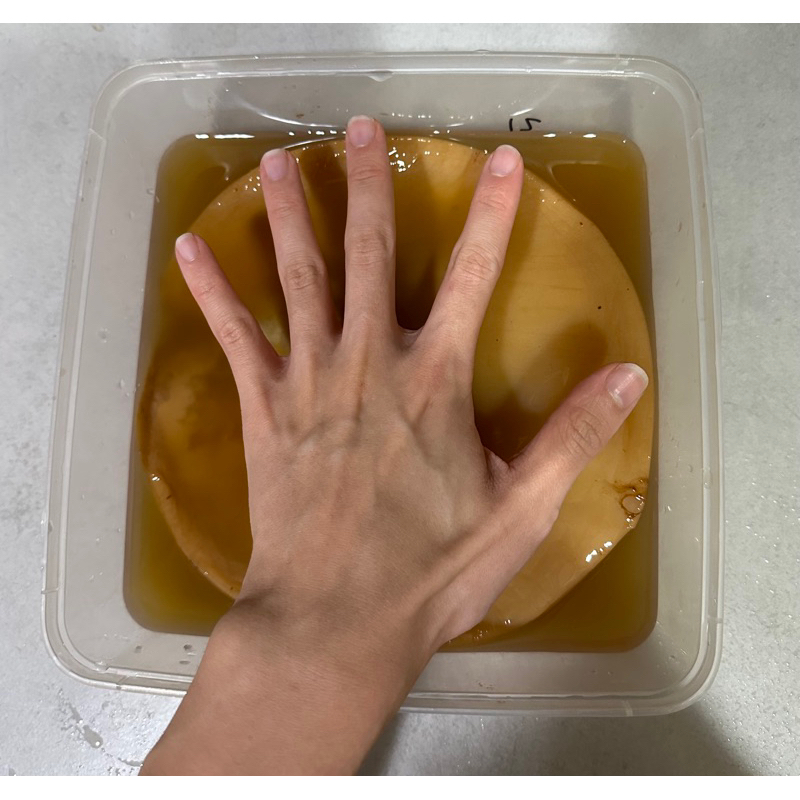 BREW KOMBUCHA - 8L Sized HUGE & HEALTHY SCOBY with Starter Liquid ...