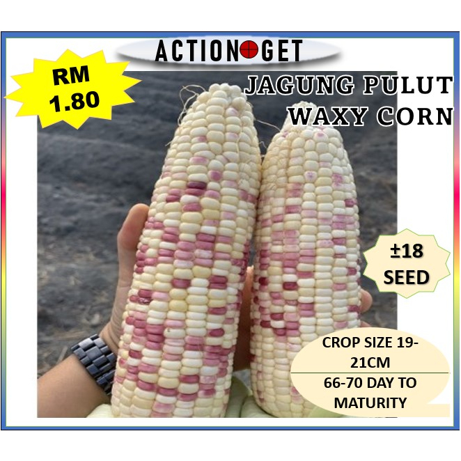 Benih Jagung Pulut 18+- SEED Benih Pokok Jagung Waxy Corn Seed benih ...