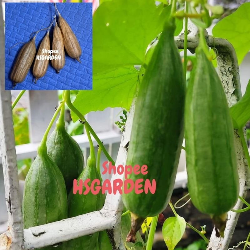 7 biji benih Petola Pulut Jambak • Loofah seeds • cluster luffa gourd ...