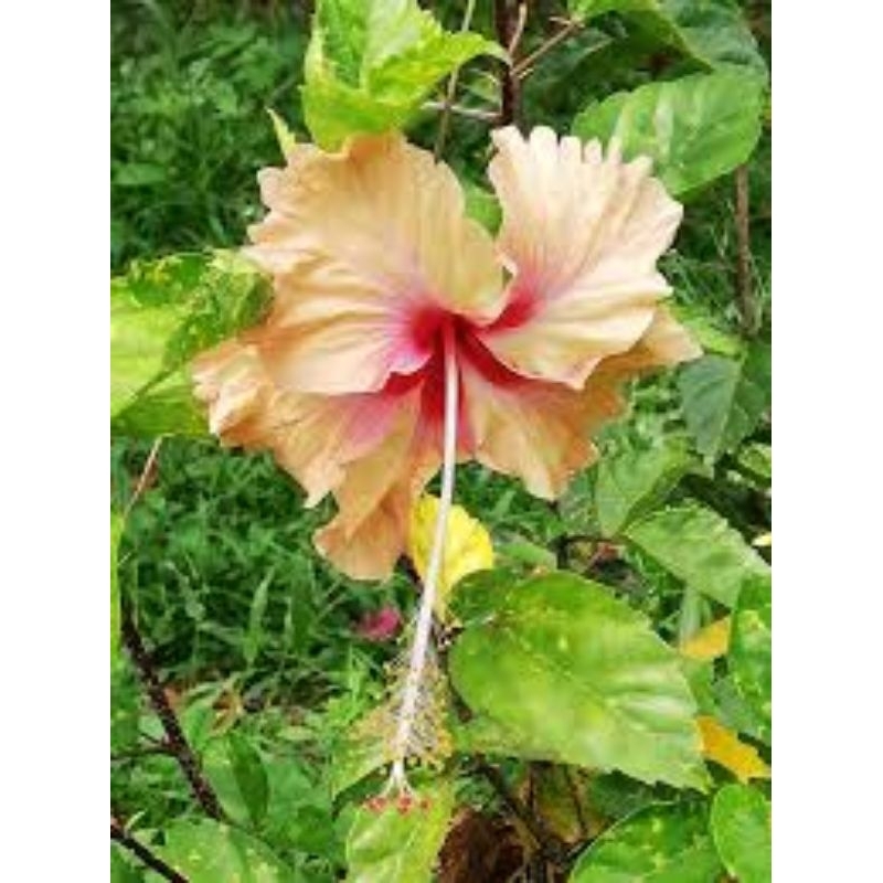 Keratan batang pokok bunga raya peach 3 pcs | Shopee Malaysia