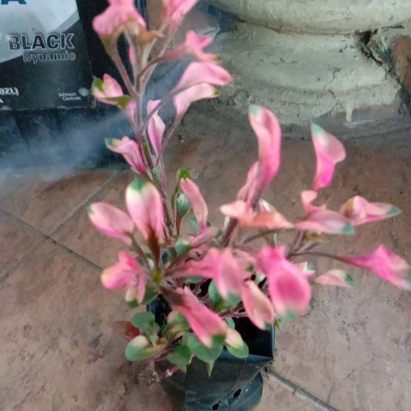 pokok bunga renek merah hijau anak sepokok | Shopee Malaysia