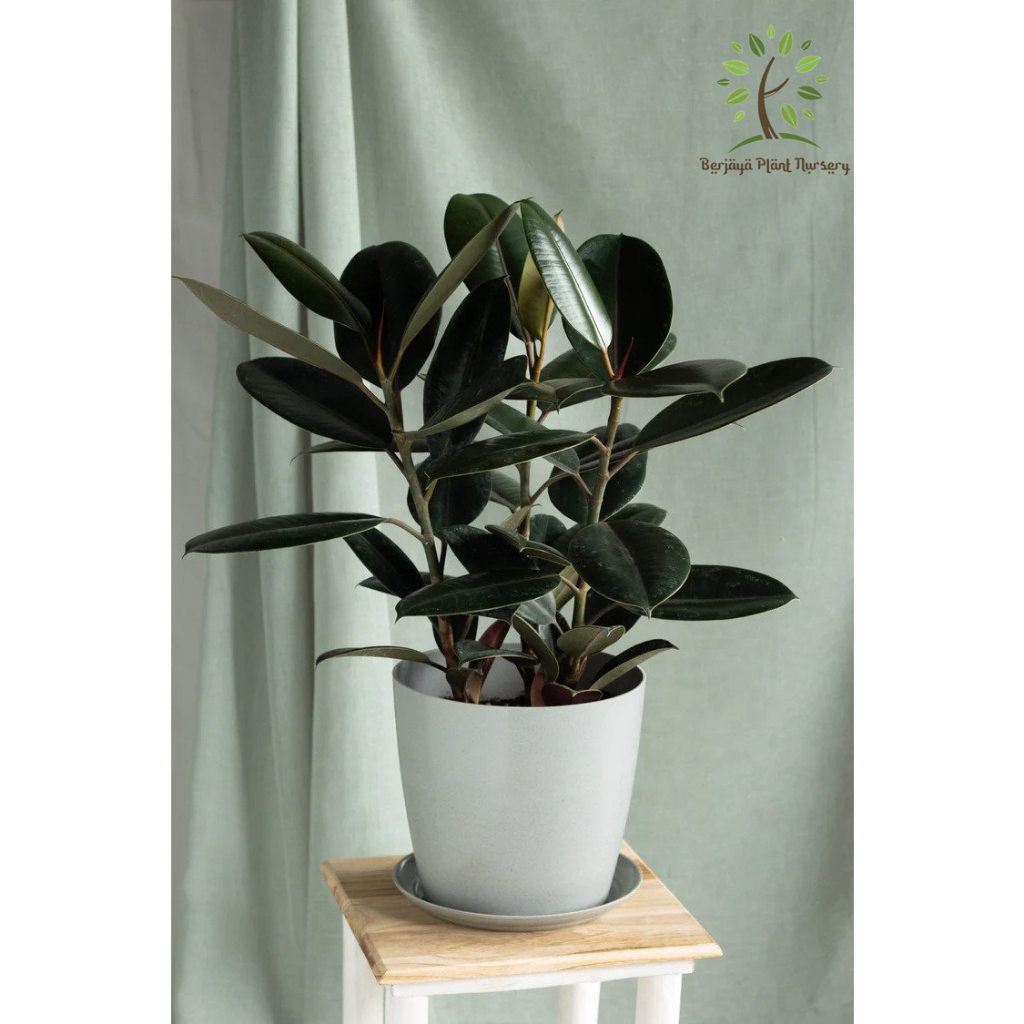 Berjaya Plant Nursery - Ficus Lyrata Bambino/Fiddle Fig(Pokok Ketapang ...