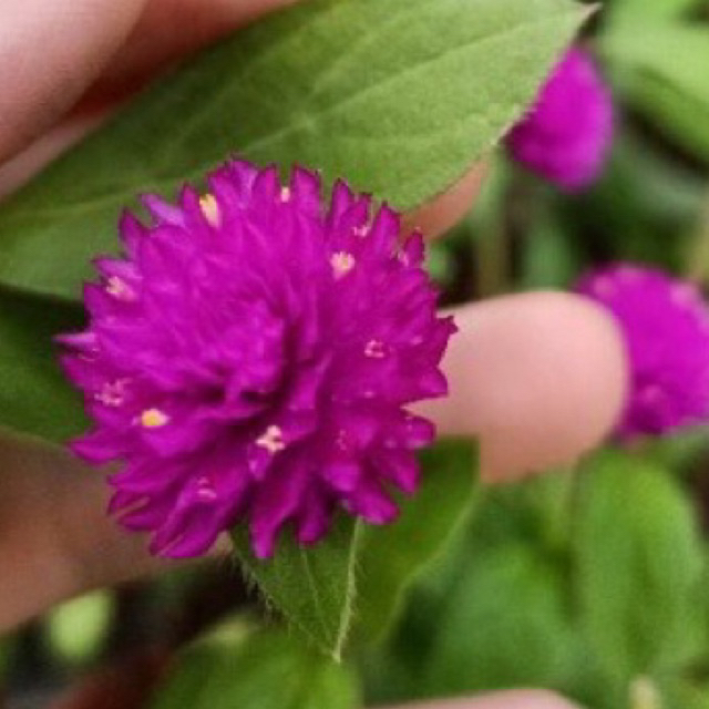 1 pasu pokok berbunga BUNGA BUTANG/GOMPHRENA Gomphrena Globosa ...