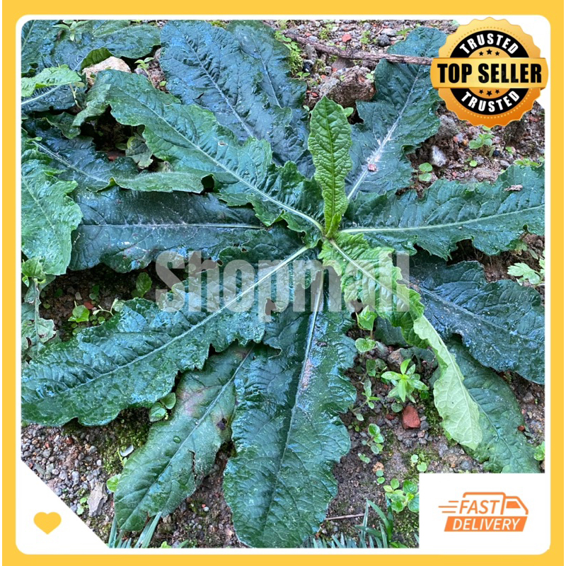 Live Plant Elephantopus Scaber / 地胆头 / 地胆草 / 苦地胆 / 鹿耳草 / herb plant ...