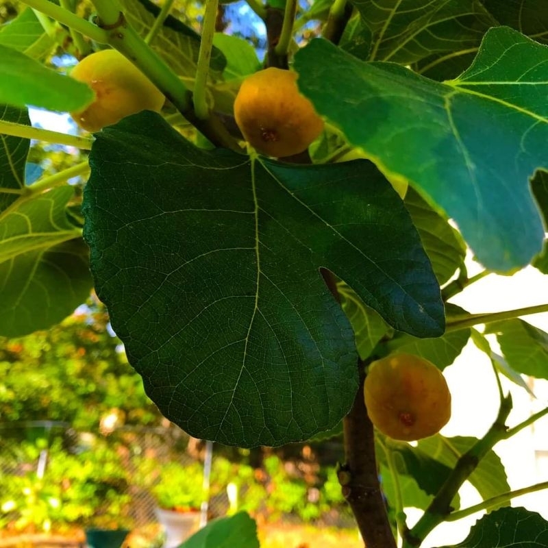 Fig tree CDA buah kuning tut stabil | Shopee Malaysia