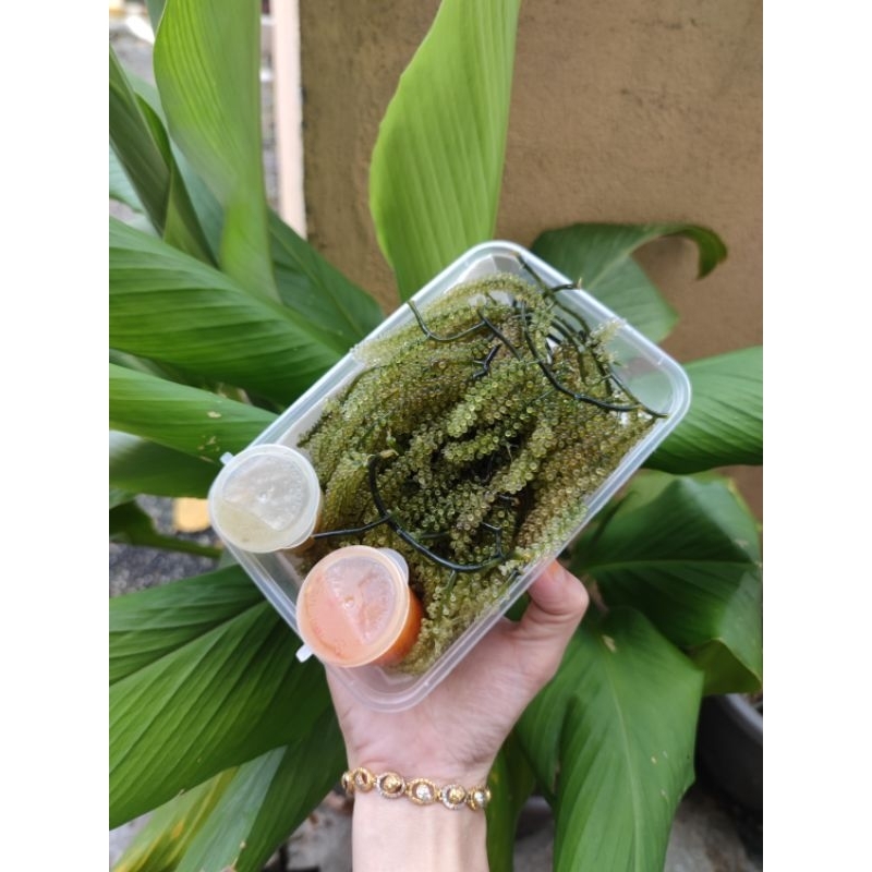 𝗣𝗥𝗢𝗠𝗢 𝗟𝗔𝗧𝗢𝗞 𝗢𝗥𝗚𝗔𝗡𝗜𝗞 𝗙𝗥𝗘𝗦𝗛! 𝟭 𝗣𝗔𝗖𝗞(𝟭𝟬𝟬𝗚𝗥𝗔𝗠) 𝗦𝗜𝗔𝗣 𝗦𝗢𝗦 𝗗𝗨𝗔 𝗝𝗘𝗡𝗜𝗦 𝗕𝗨𝗬 𝟱 ...