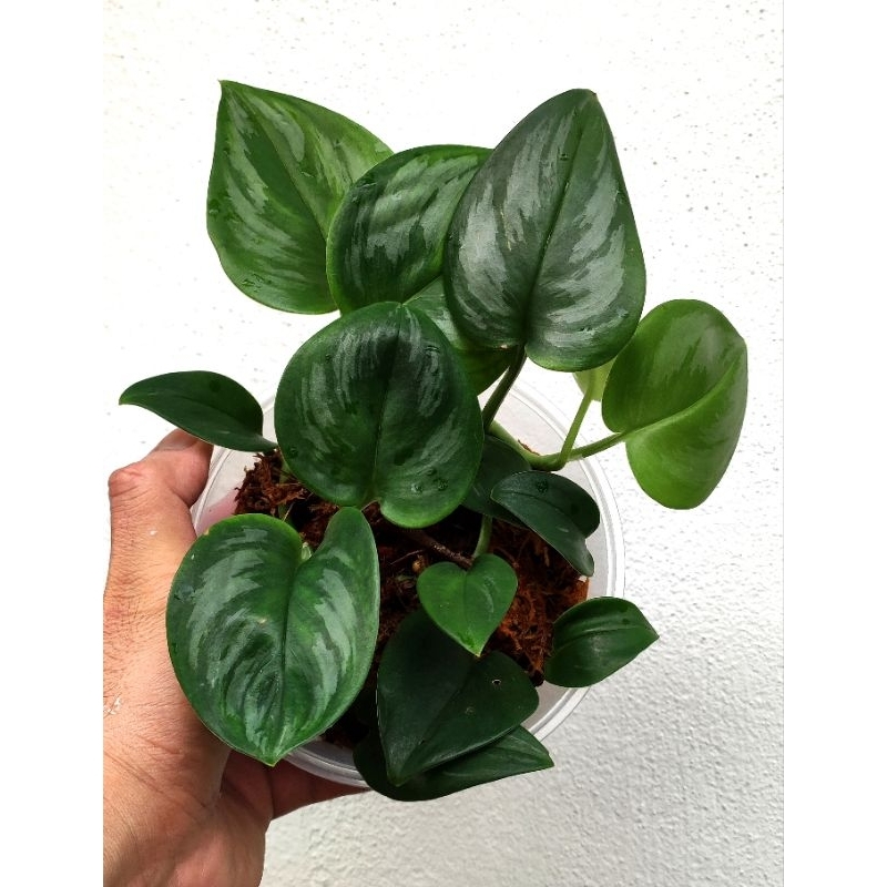 Scindapsus Officinalis (pic 100223) | Shopee Malaysia