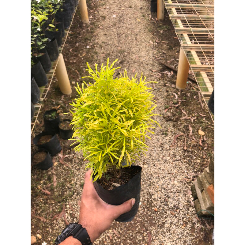 (POKOK BONZAI LANDSCAPE)(BEST SELLING) Pokok Bola Emas Saiz M & KL ...