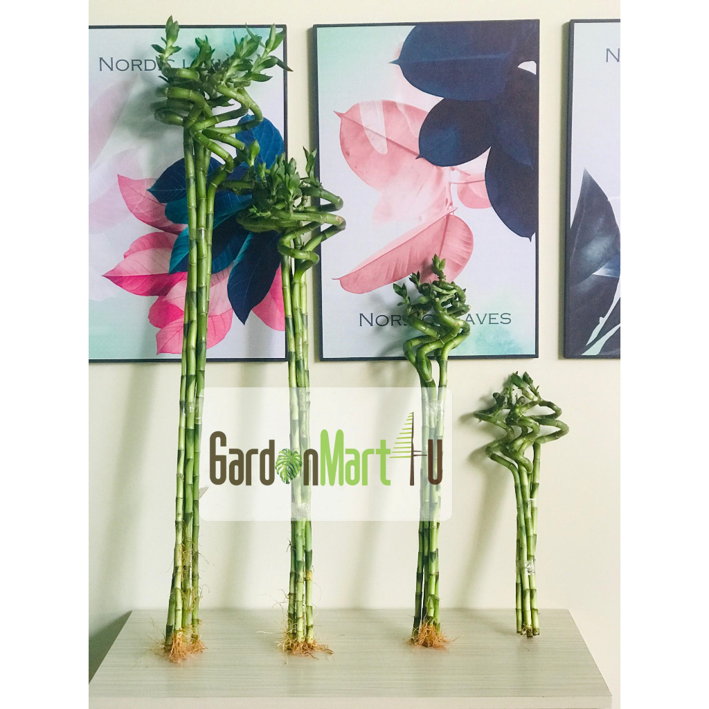 Live Plant Curly Bamboo Straight Lucky Bamboo CNY Pokok Fengshui 40 ...