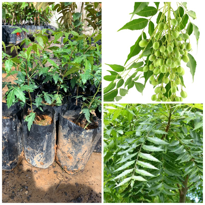 Anak pokok semambu / pokok neem | Shopee Malaysia