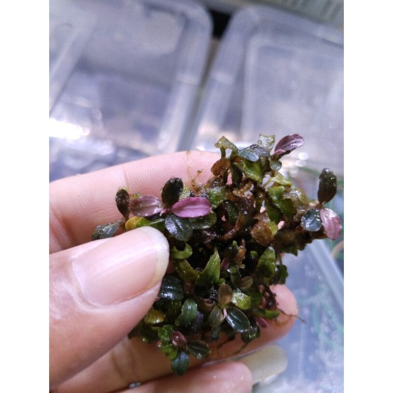 bucephalandra super mini boyan, mini phantom fully submerge | Shopee ...