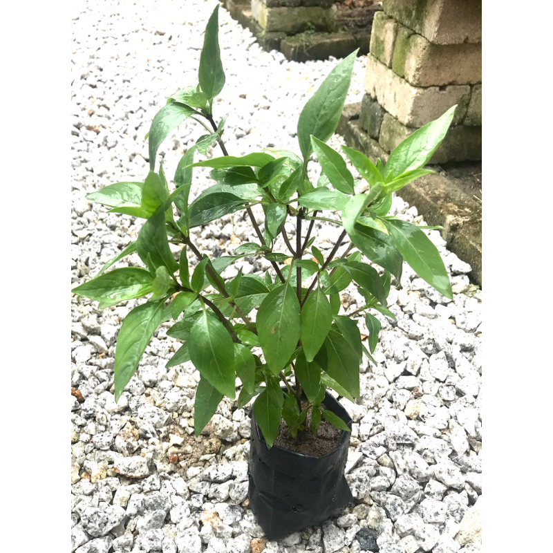 BUY 3 FREE 1 Anak Basil Selasih / Thai Basil / 九层塔 / 金不换 / 罗勒 | Shopee ...