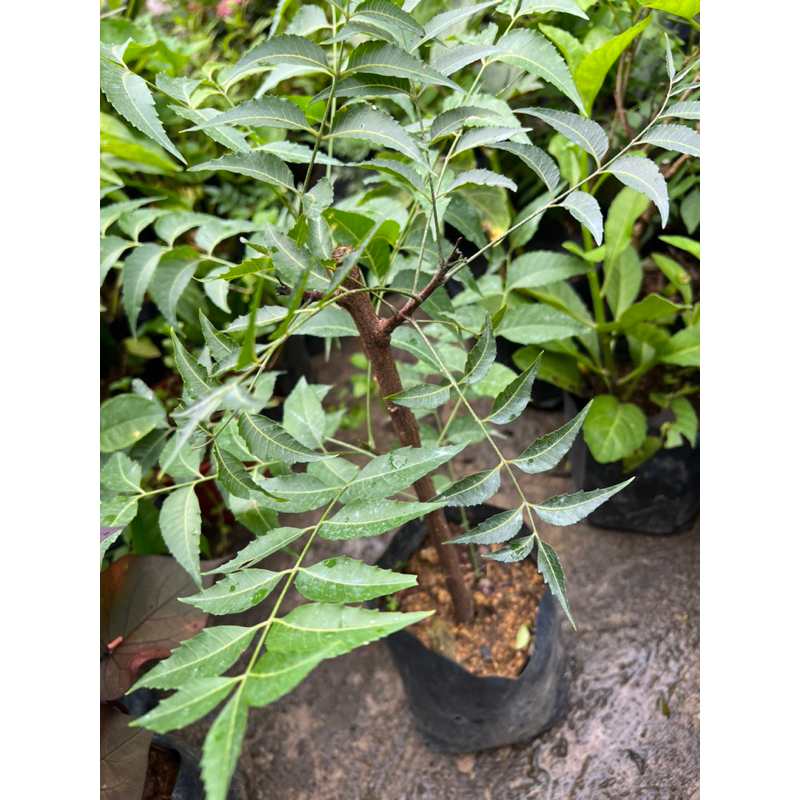 Pokok Semambu besar dalam polybag / Daun ubat chicken Pox | Shopee Malaysia