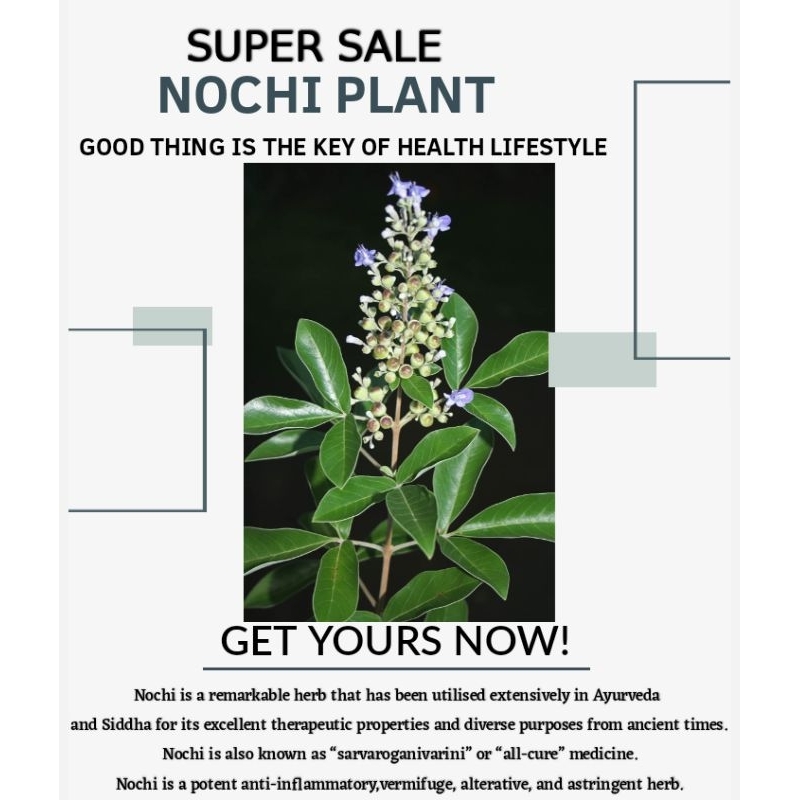 NOCHI PLANT/VITEX NEGUNDA PLANT | Shopee Malaysia