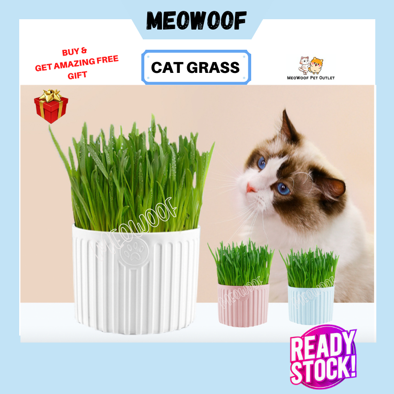MEOWOOF Cat Grass Kit Rumput Kucing Makanan Kucing Cat Food Cat Treat ...