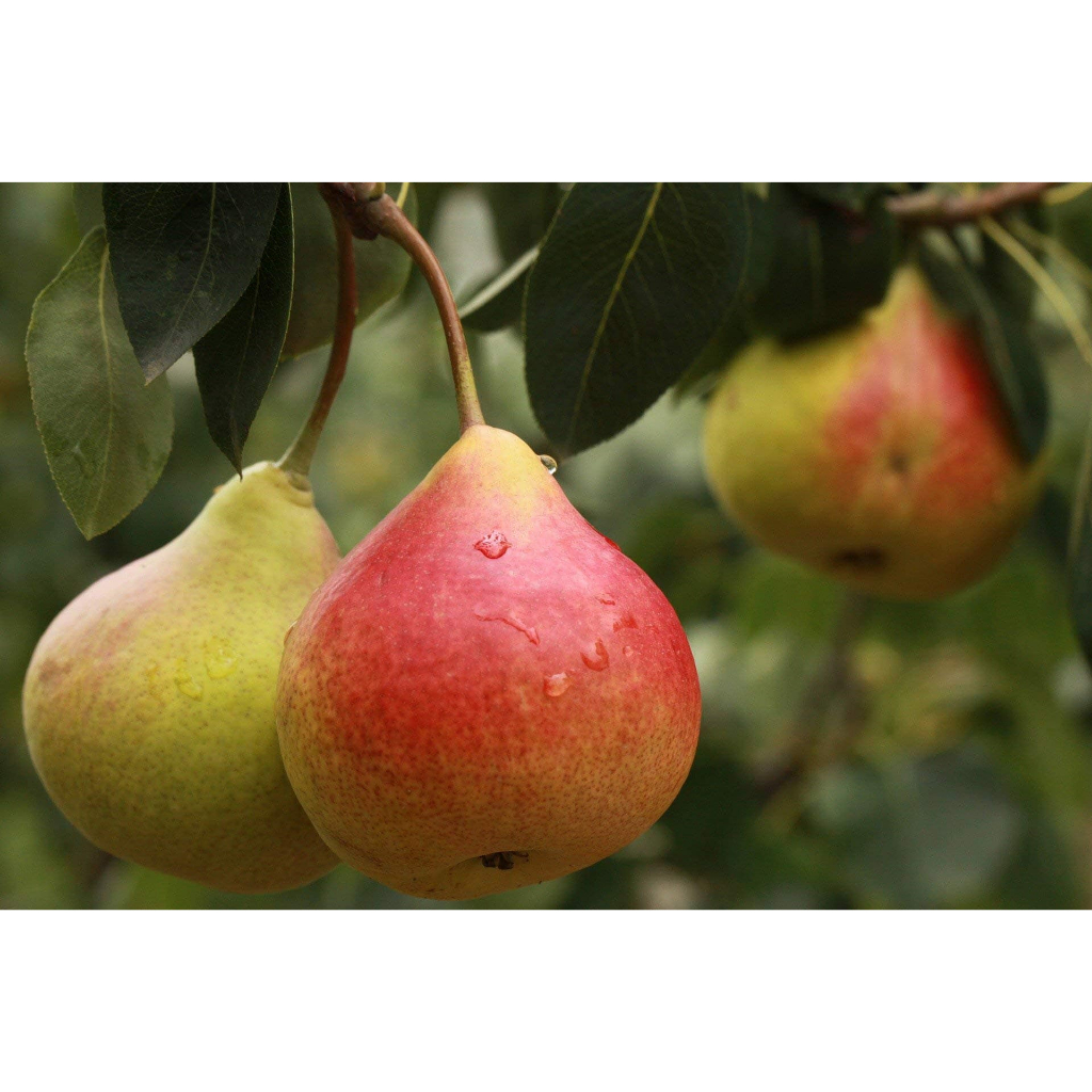 Anak Pokok Pear Pelbagai Jenis | Shopee Malaysia