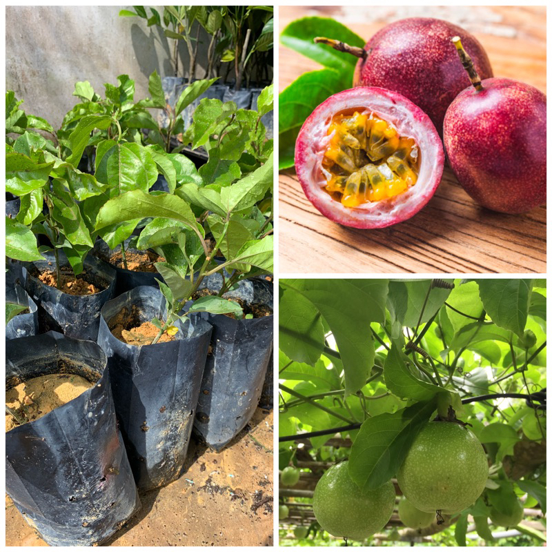 Anak pokok Markisa Merah cepat berbuah | Shopee Malaysia