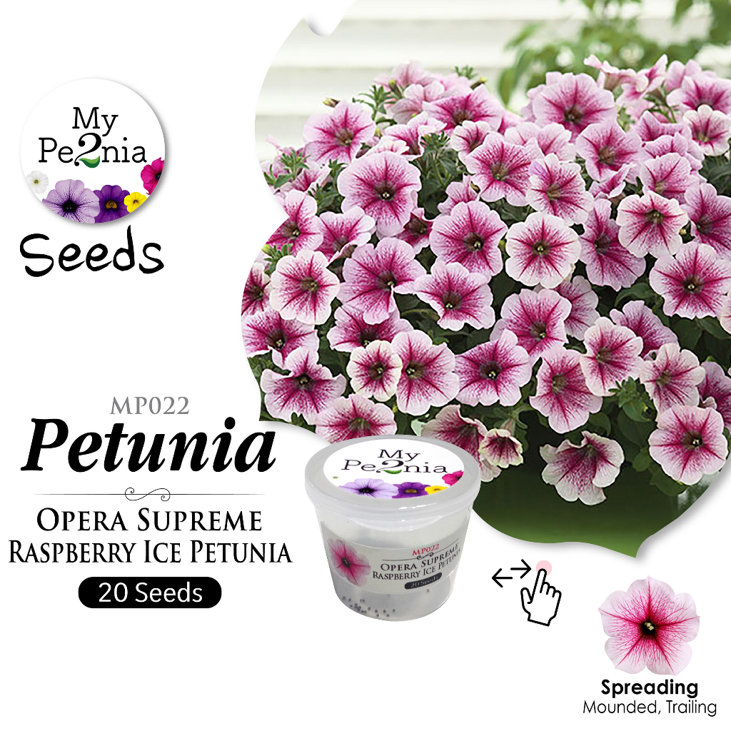 MyPe2nia [Petunia Seeds] Opera Supreme Raspberry Ice Petunia (20 Seeds ...