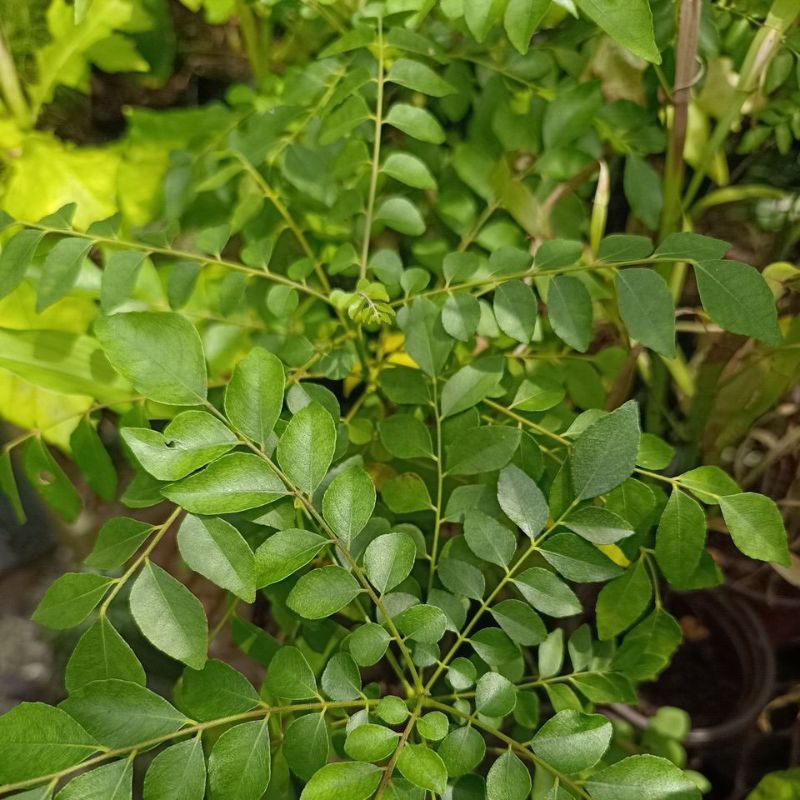 anak pokok kari live plants fresh by @mrs.sue22 | Shopee Malaysia