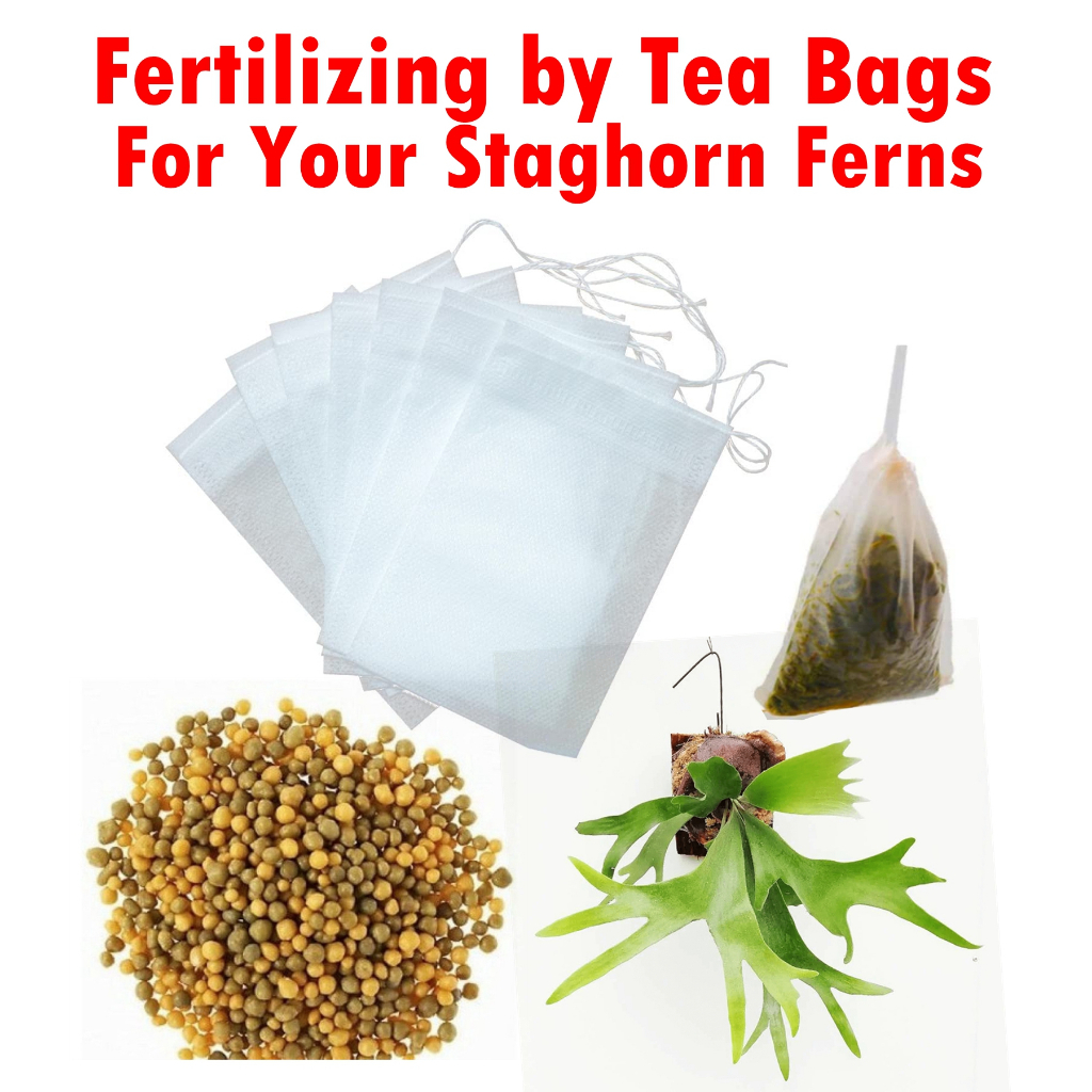 Tea Bags Style Slow Release Fertilizer Best Use For Staghorn Ferns ...