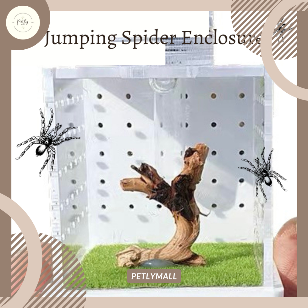 [PetlyMall] Jumping Spider Tarantula Prebuilt Acrylic Tank Shelter Box ...