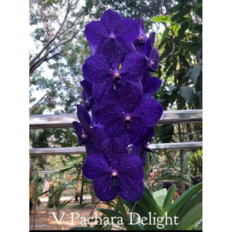 vanda pachara delight blue | Shopee Malaysia