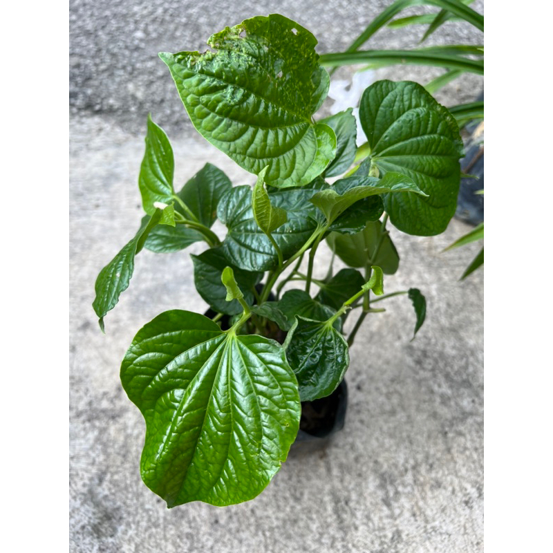 Kaduk / Daun Kaduk / Piper Sarmentosum | Shopee Malaysia