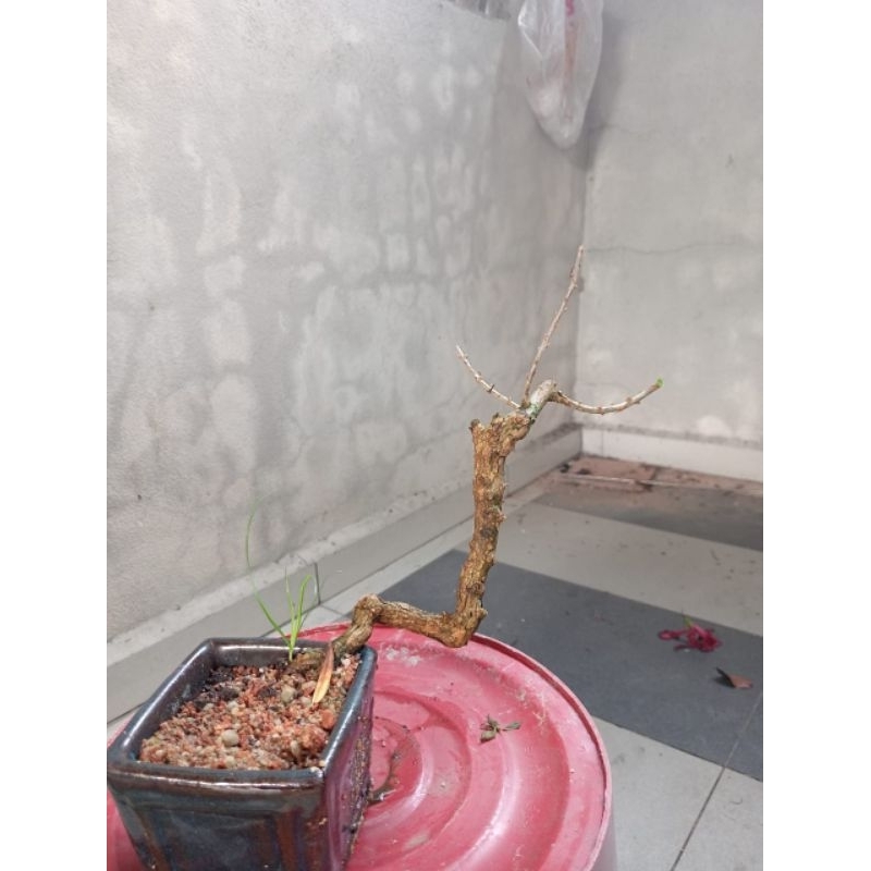 🔥🔥🔥Goji berry tree (Bonsai design) 枸杞子老树（盆栽形） | Shopee Malaysia