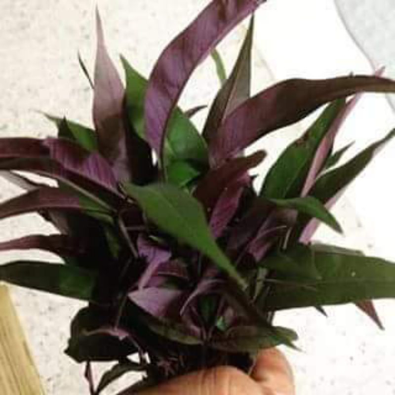 DAUN LEMUNI HITAM DIPETIK SEGAR DAN FREE KERATAN BATANG | Shopee Malaysia