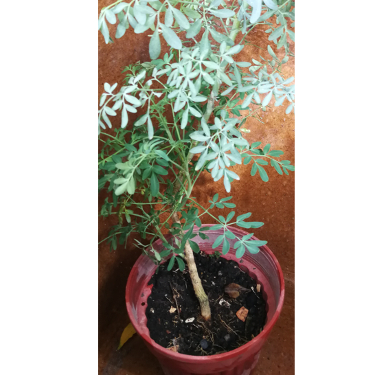 Pokok Daun Busuk /Ruta Graveolens/Pokok Garuda/Rue/Herba/halau nyamuk ...