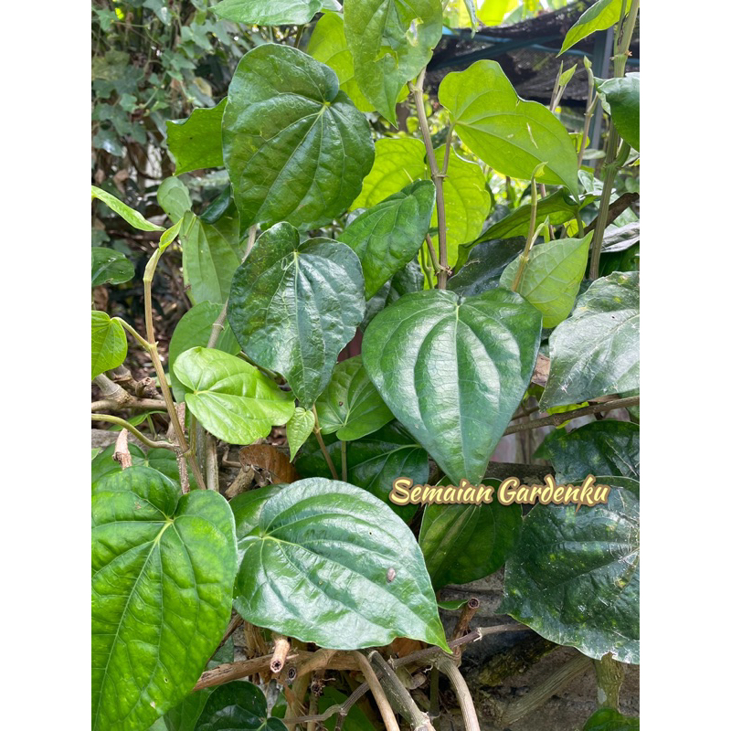 ANAK POKOK SIREH // POKOK SIREH KAMPUNG // POKOK SIREH JUNJUNG // PIPER ...
