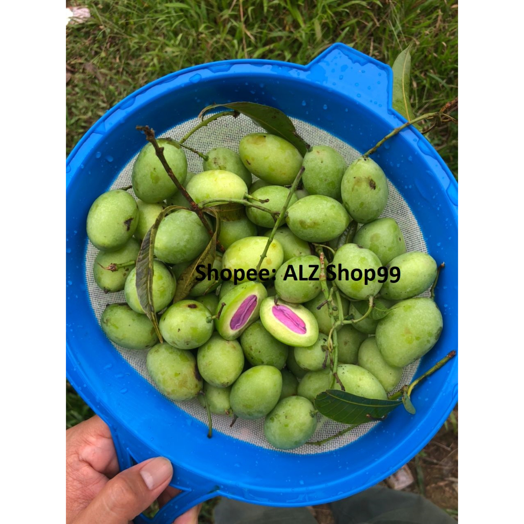 Buah Star Muda Fresh/Buah Star Putik/Buah Remia Muda/Buah Gemia Muda ...