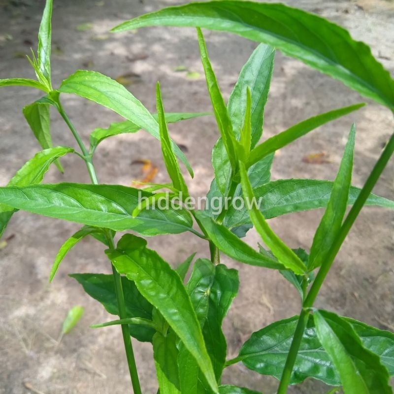 Benih Pokok Belalai Gajah 10 Keratan Pokok (Sabah snake grass) | Shopee ...