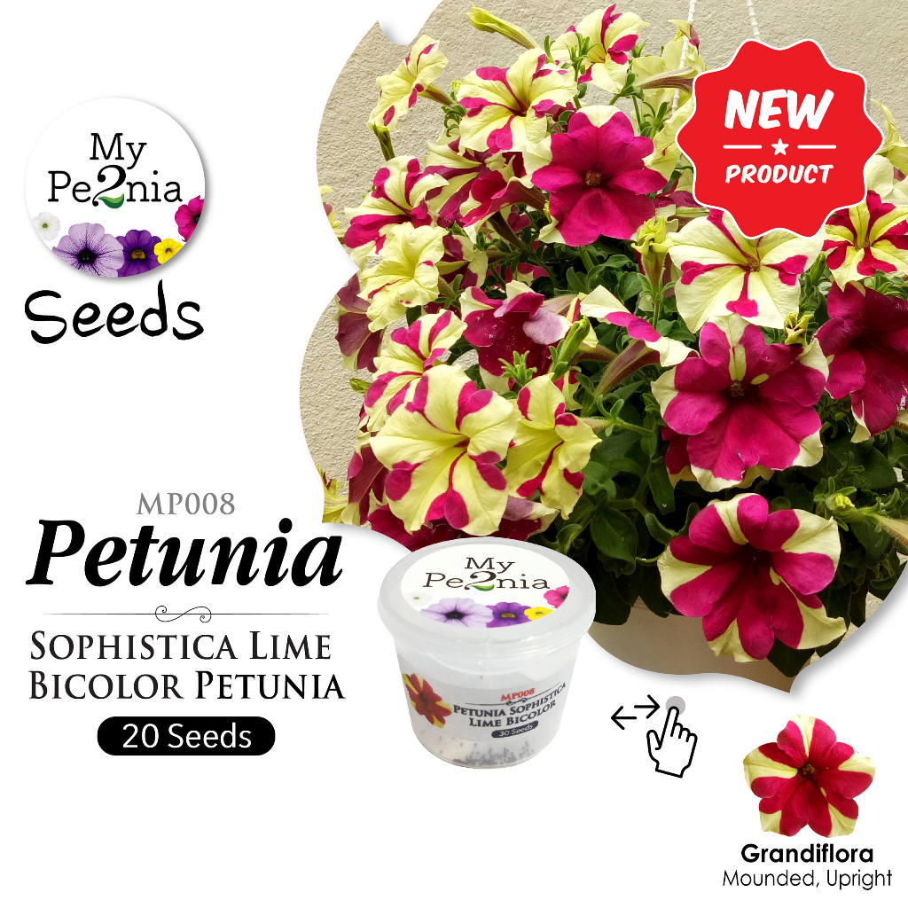 MyPe2nia [Petunia Seeds] Sophistica Lime Bicolor Petunia (20 Seeds ...