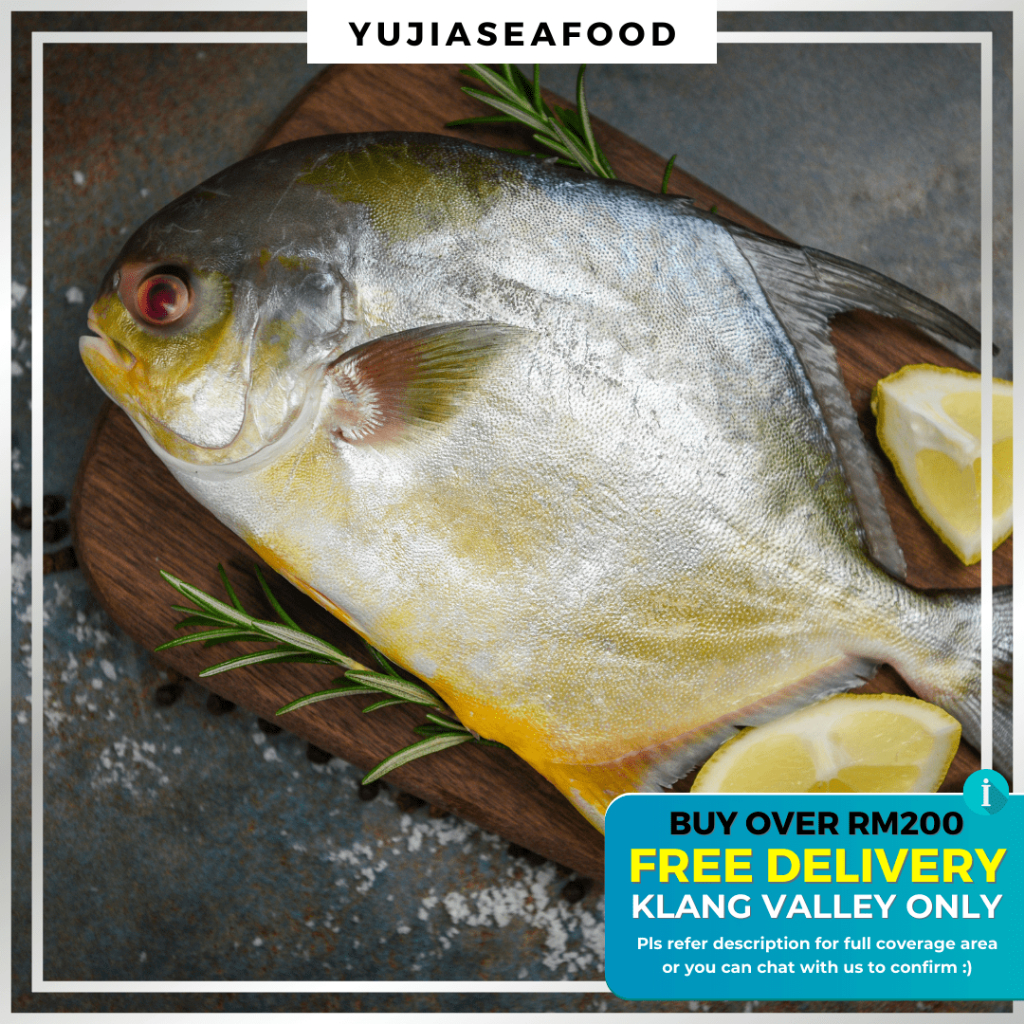 [KL&SGR SAHAJA] 600-700g Frozen Ikan Bawal Emas / Golden Pomfret / 金鲳鱼 | Shopee Malaysia