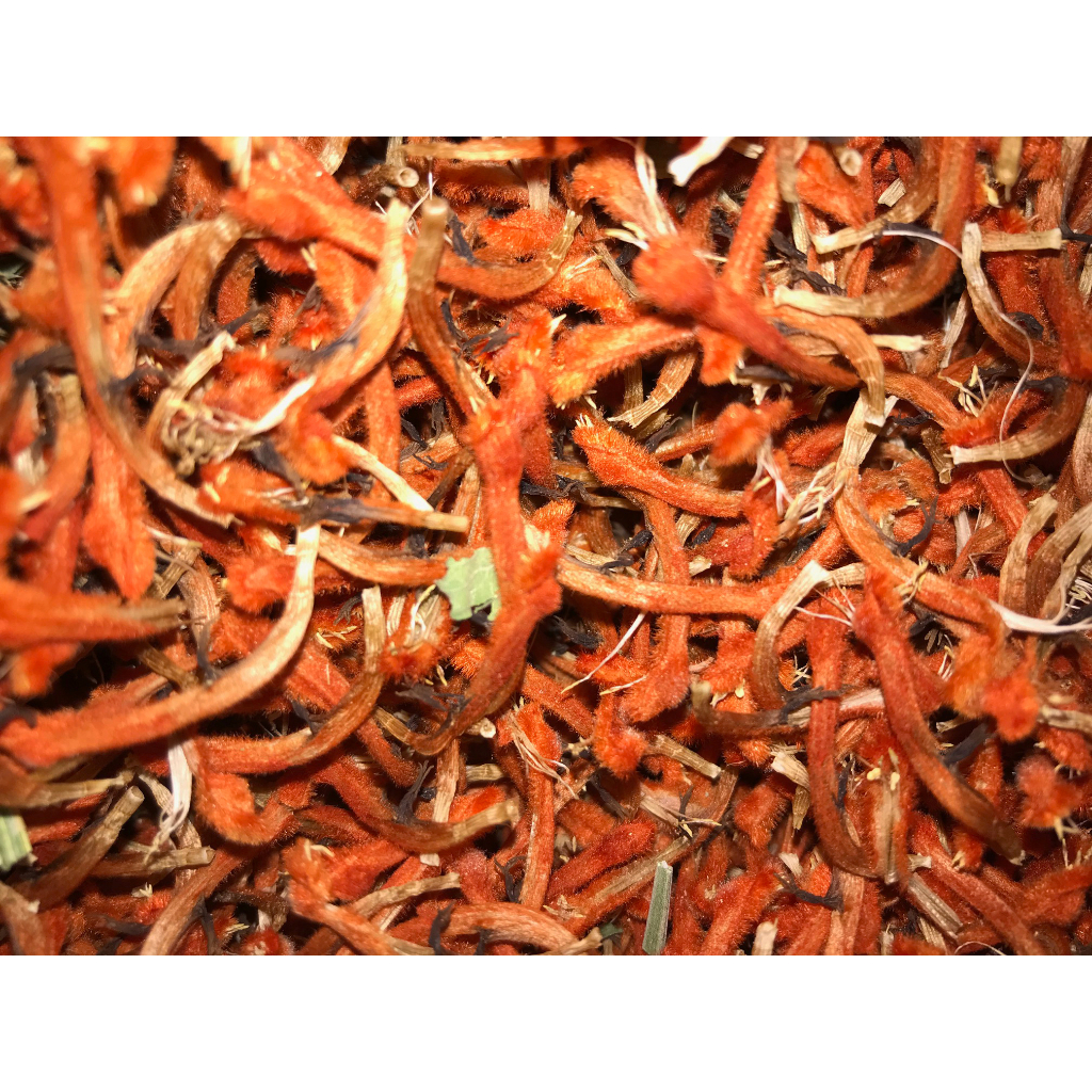 Wild Dagga Flower Petal lion's ear KLIP DAGGA (Leonotis nepetifolia ...