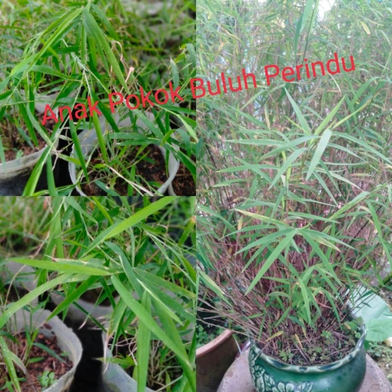 Pokok Buluh Perindu (Gunung Panti) | Shopee Malaysia