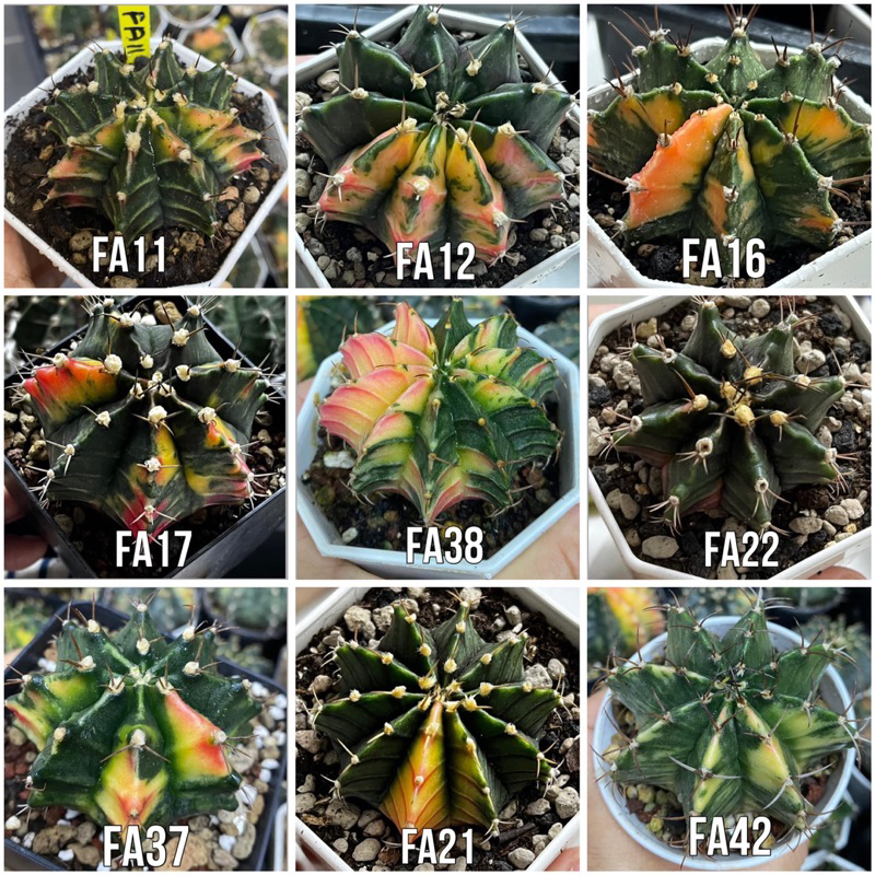 Cactus gymno variety type and colour big size ready stock FA | Shopee ...