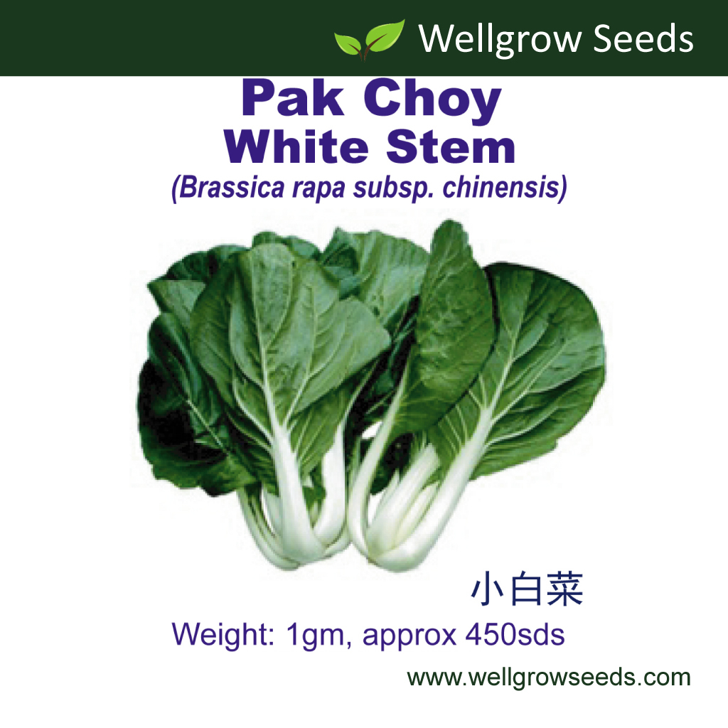 Pak Choy White Stem (1gm, ≈450sds) 小白菜 Vegetable Seeds Wellgrow Seeds ...
